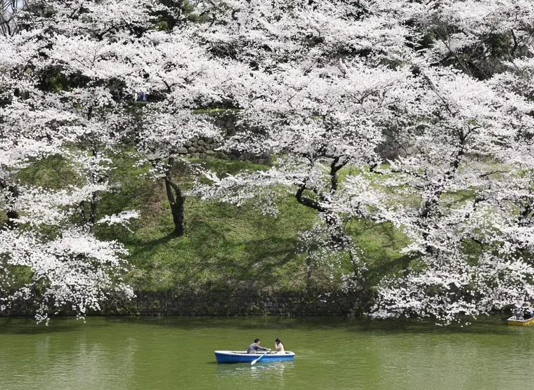 16 amazing facts about cherry trees in Japan | Japan Experience