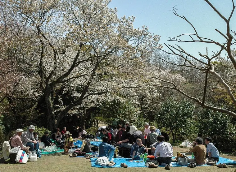 Hanami etiquette guide | Japan Experience