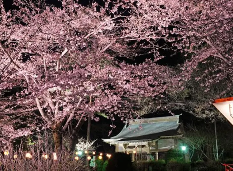 Night hanami at Kinugawa Onsen | Japan Experience