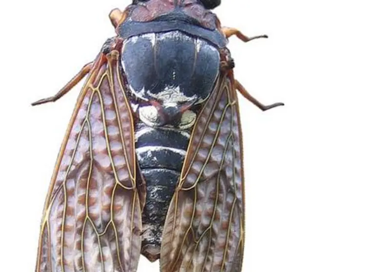 Cicadas | Japan Experience