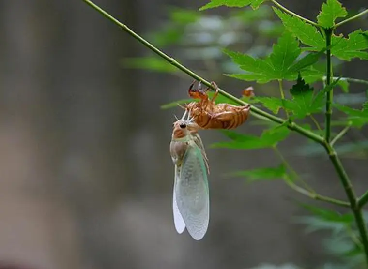 Cicadas | Japan Experience