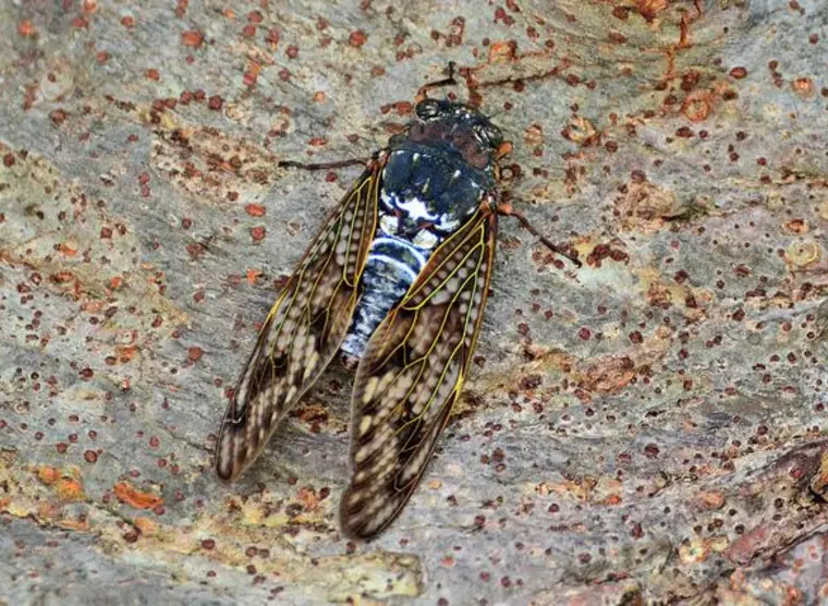 Cicadas | Japan Experience