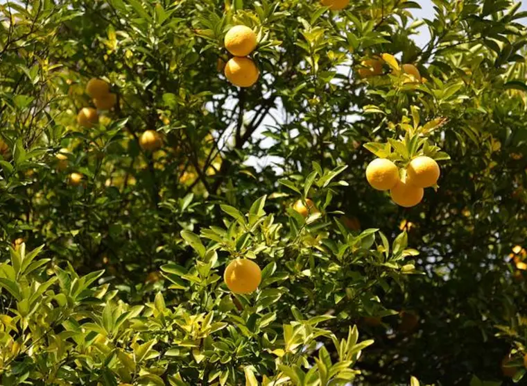 Japanese citrus fruits | Japan Experience