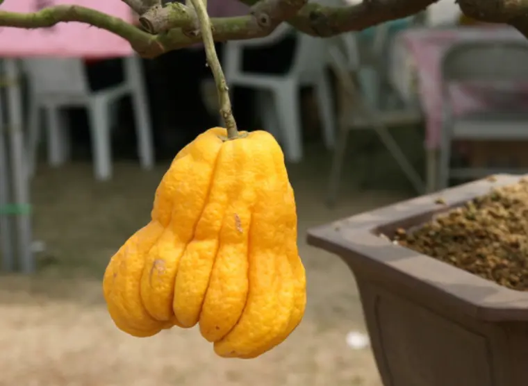 Japanese citrus fruits | Japan Experience