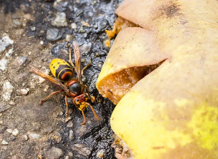 Japanese insects | Japan Experience