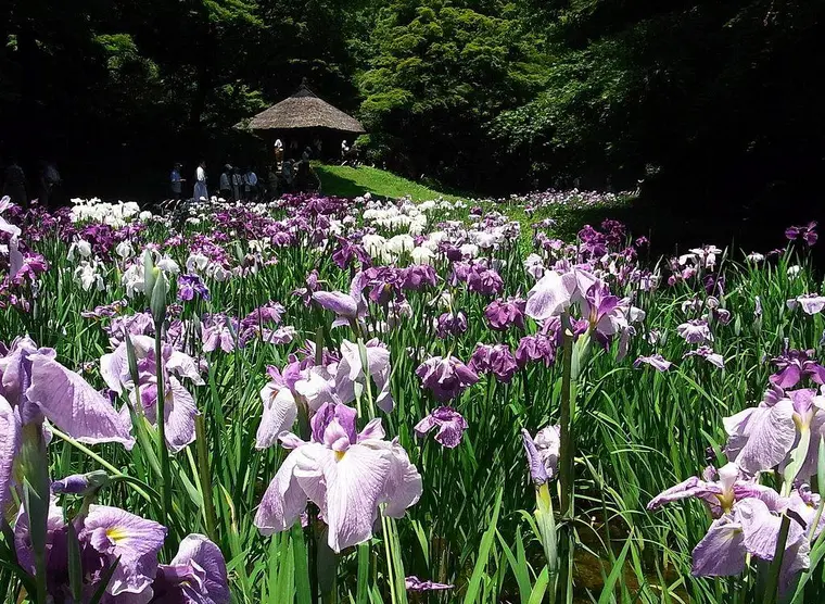 Admiring Irises in Japan | Japan Experience