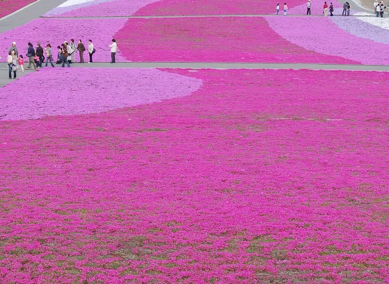 Admire the Shibazakura near Tokyo | Japan Experience