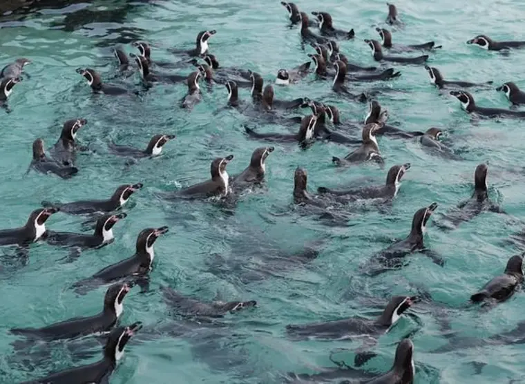 Tokyo Sea Life Park | Japan Experience
