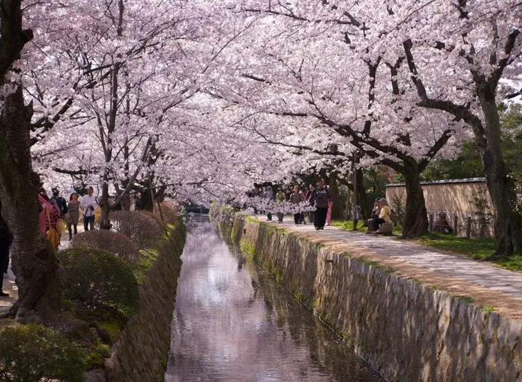Hanami, Cherry Blossom Season in Japan | Japan Experience