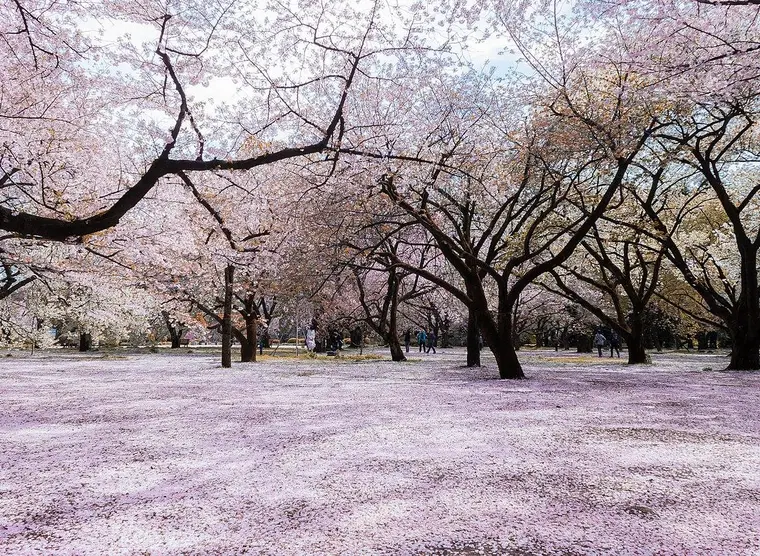 Hanami, Cherry Blossom Season in Japan | Japan Experience