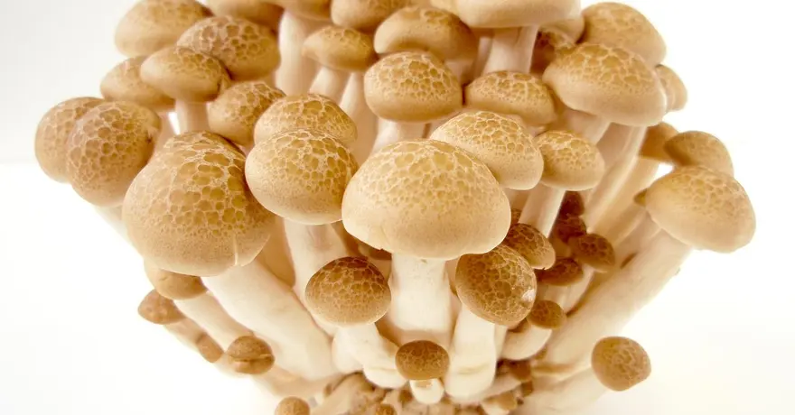 Japanese mushrooms | Japan Experience